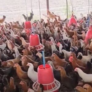 Desi Layer Birds and Ready to lay Female Birds - Daulat Hatcheries