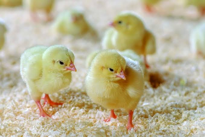 Broiler Chicks at Rs. 20 Only | DFCOBB 430, DFBRO 308 Broiler Chicks ...